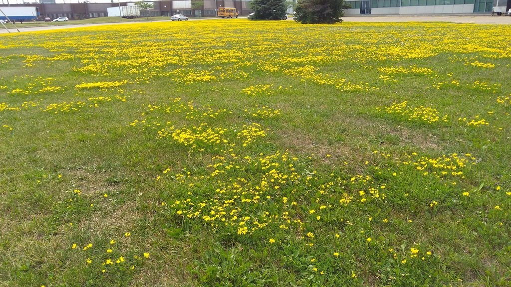 Bird's foot trefoil (Lotus corniculatus) - growing guides
