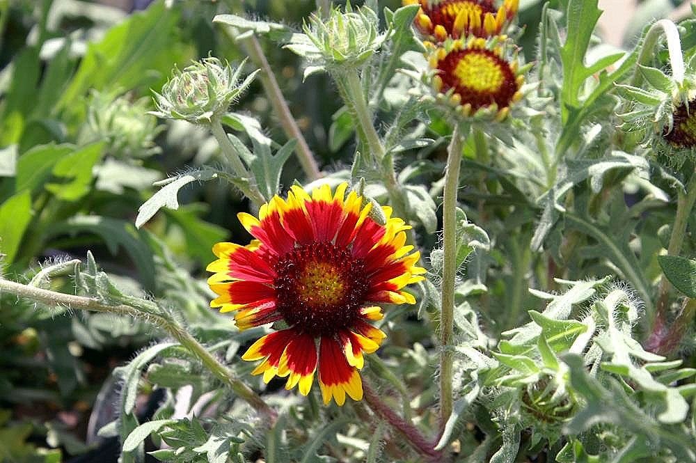 Blanketflower 'Kobold' (Gaillardia × grandiflora 'Kobold') - growing guides