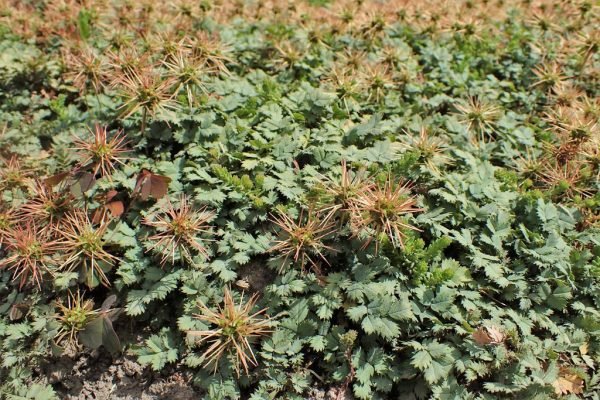 Blue goose leaf (Acaena saccaticupula) - growing guides