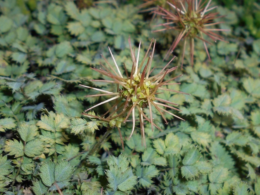 Blue goose leaf (Acaena saccaticupula) - growing guides