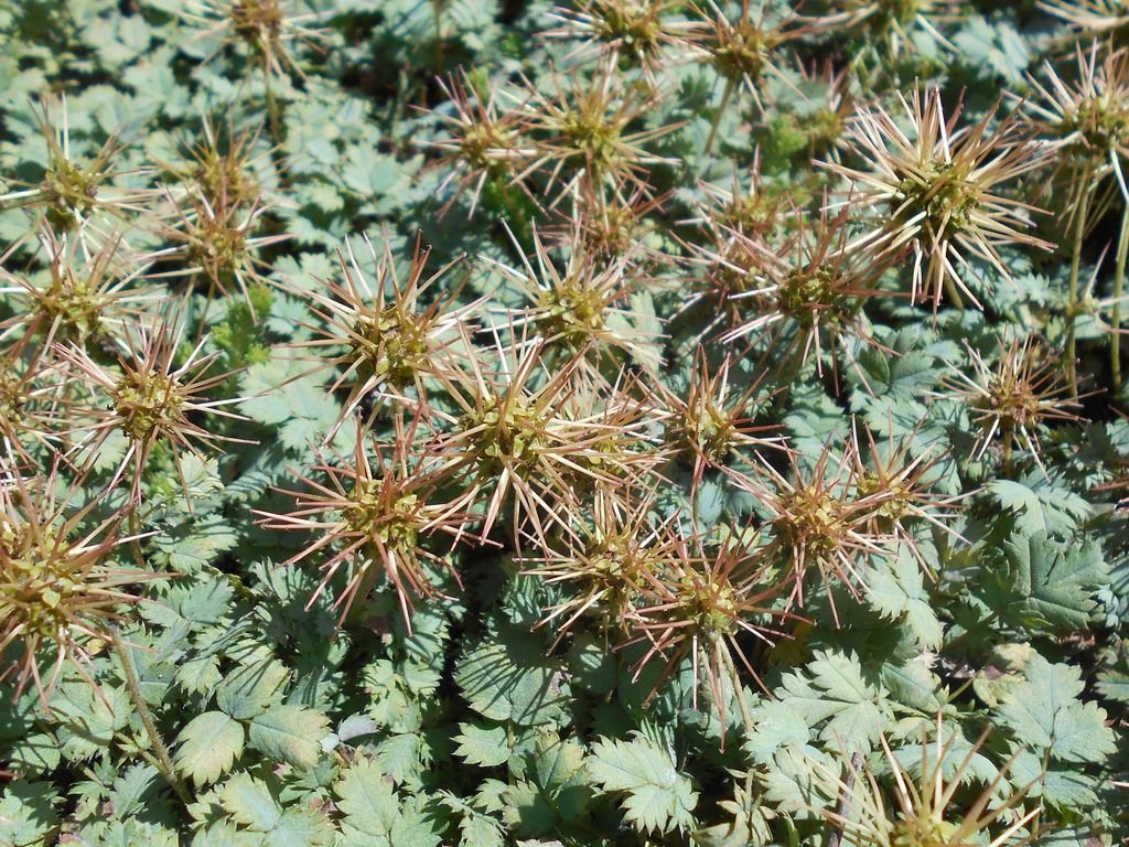Blue goose leaf (Acaena saccaticupula) - growing guides