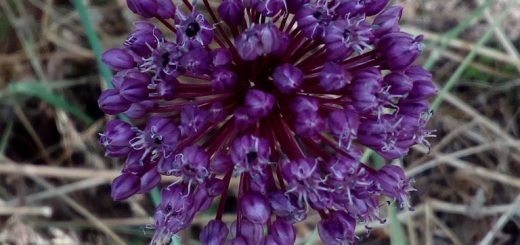 Lady's leek (Allium cernuum) - growing guides