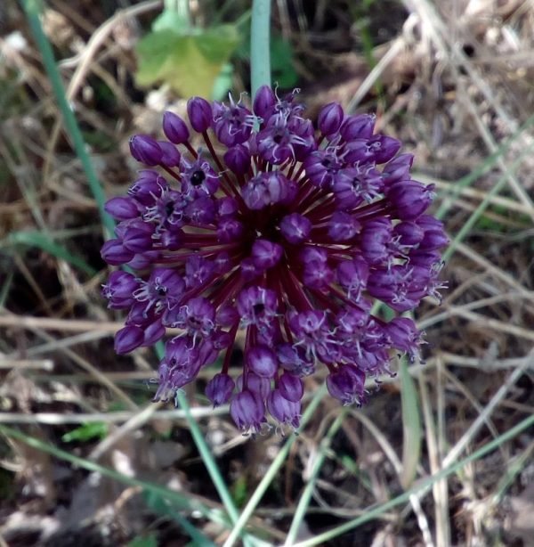 Blue leek (Allium ampeloprasum) - growing guides