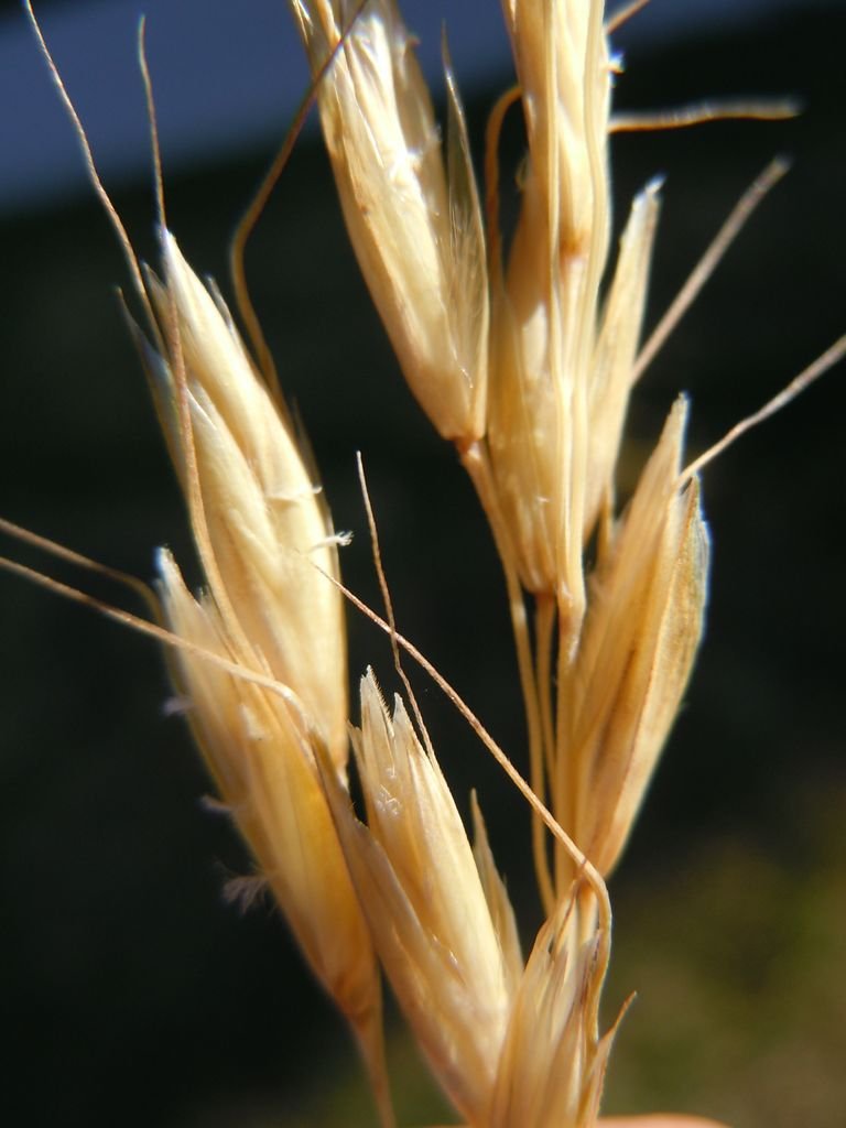 Blue oat grass (Helictotrichon sempervirens) - growing guides