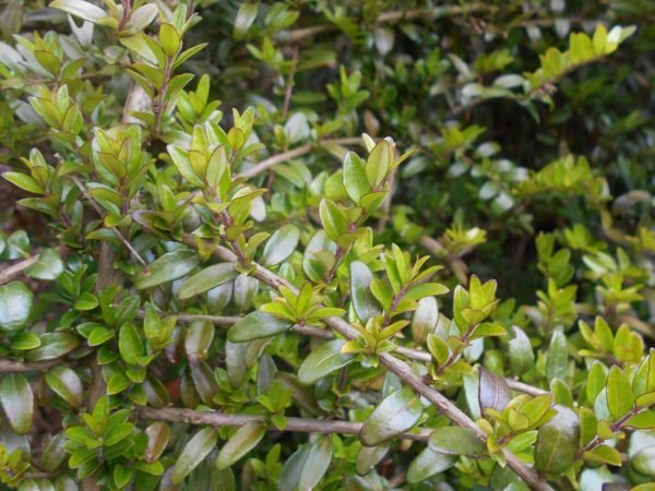 Box-leaved honeysuckle (Lonicera ligustrina var. pileata) - growing guides