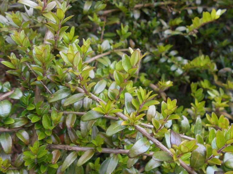 Box-leaved honeysuckle (Lonicera ligustrina var. pileata) - growing guides