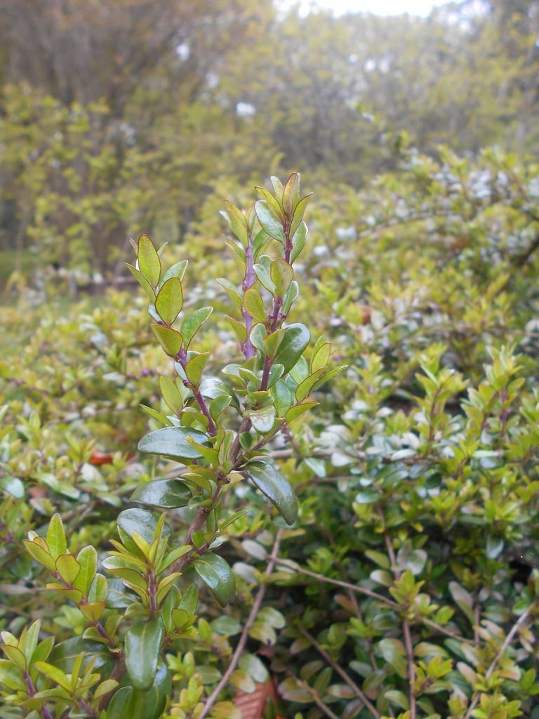 Box-leaved honeysuckle (Lonicera ligustrina var. pileata) - growing guides