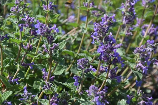 Broad-leaved catmint (Nepeta latifolia) - growing guides