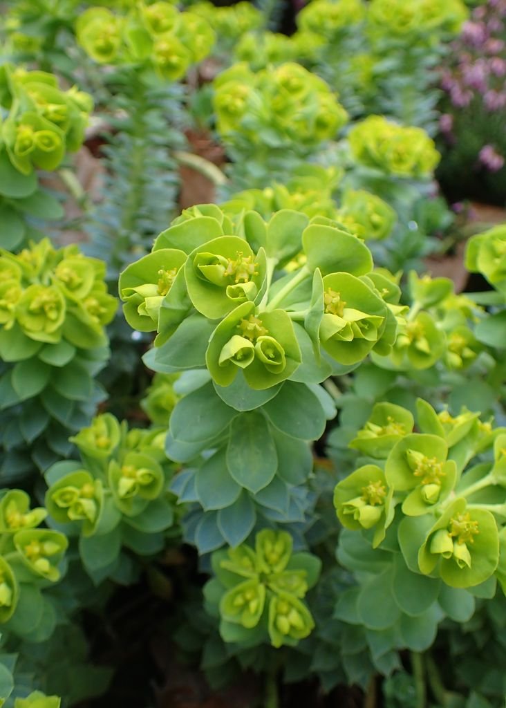 Broad-leaved glaucous spurge (Euphorbia myrsinites) - growing guides