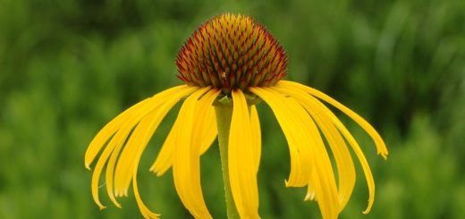 Coneflower 'Sunrise' (Echinacea 'Sunrise') - growing guides