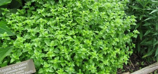 How to plant Lesser calamint (Calamintha nepeta) - Dear Plants