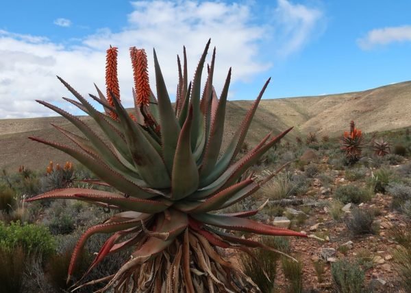 Cape aloe (Aloe ferox) - growing guides