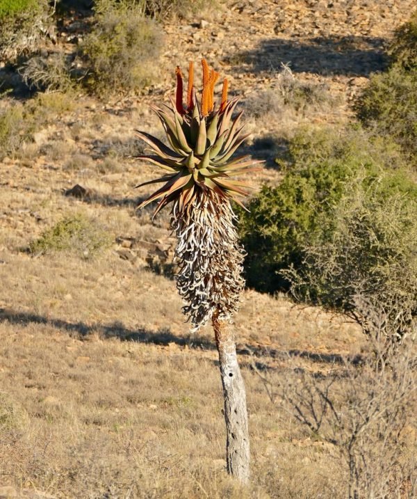 Cape aloe (Aloe ferox) - growing guides