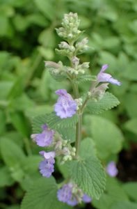 Catmint 'Joanna Reed' (Nepeta 'Joanna Reed') - growing guides