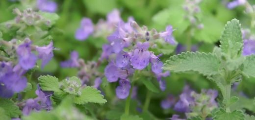 Dwarf catmint (Nepeta racemosa) - growing guides