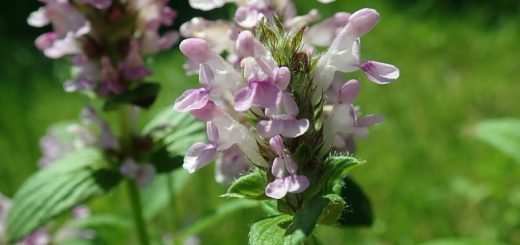 Prominently-veined catmint (Nepeta nervosa) - growing guides