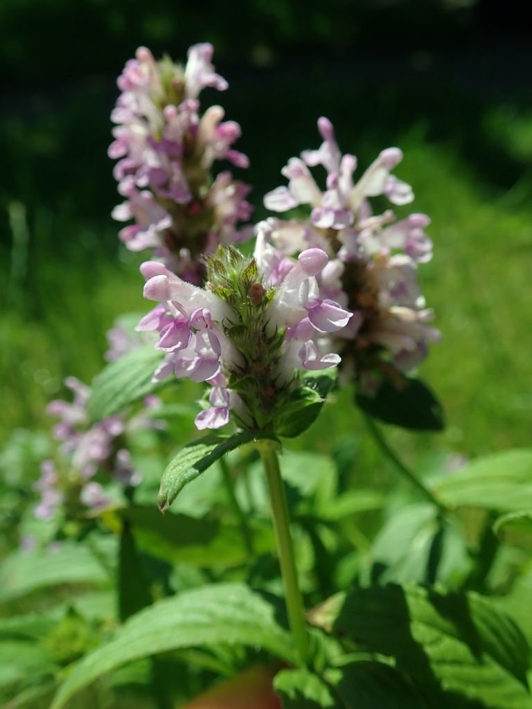 Catmint 'Pink Cat' (Nepeta nervosa 'Pink Cat') - growing guides