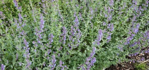 Catmint (Nepeta govaniana) - growing guides