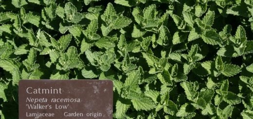 Dwarf catmint (Nepeta racemosa) - growing guides