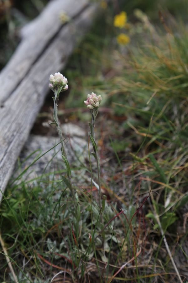 Cat's foot (Antennaria rosea) - growing guides