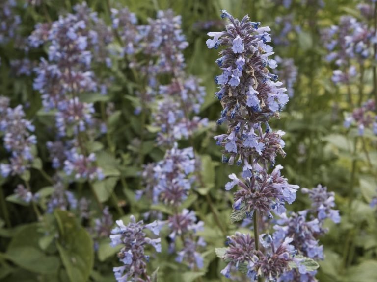 Caucasus catmint (Nepeta grandiflora) - growing guides