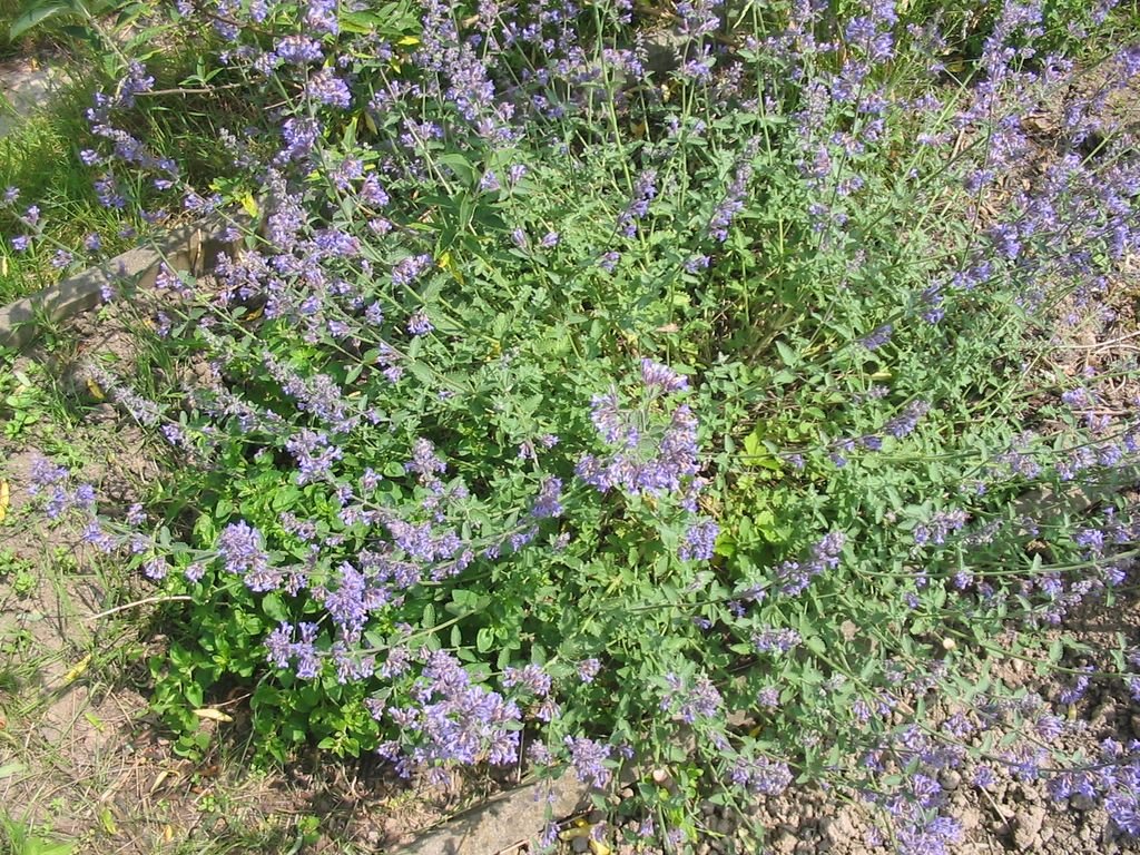 Caucasus catmint (Nepeta grandiflora) - growing guides