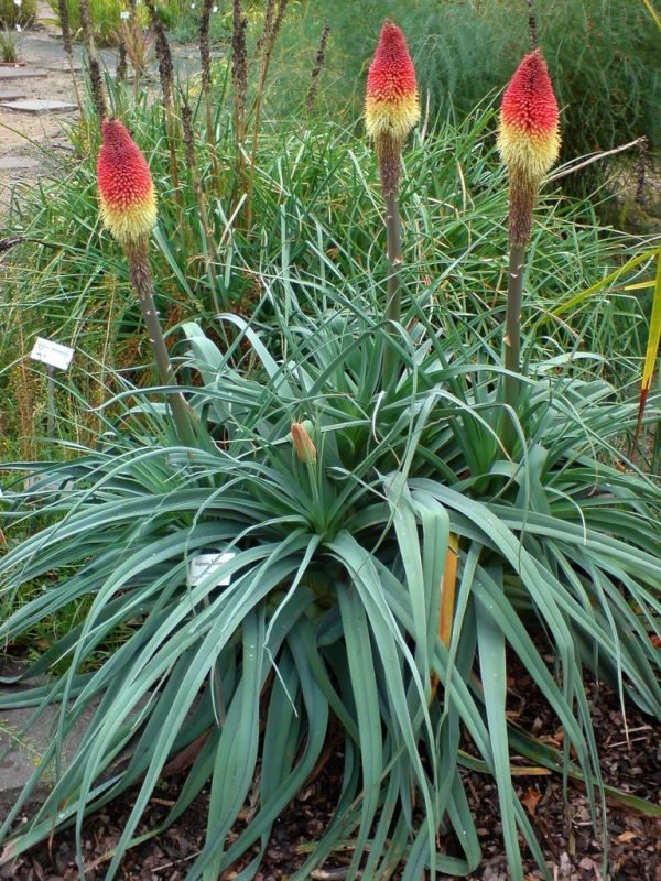 Caulescent red-hot poker (Kniphofia caulescens) - growing guides