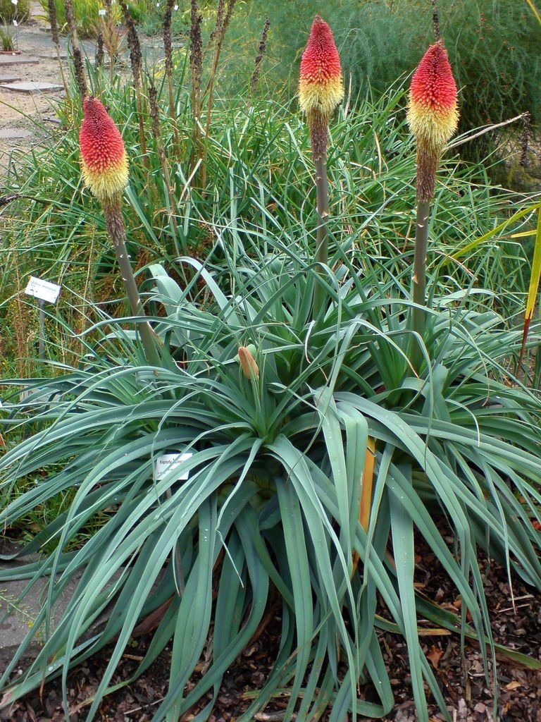 Caulescent red-hot poker (Kniphofia caulescens) - growing guides