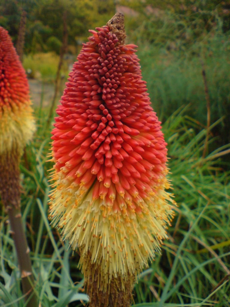 Caulescent red-hot poker (Kniphofia caulescens) - growing guides