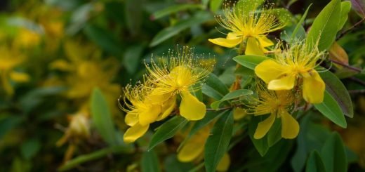 Goldencup St John's wort (Hypericum patulum) - growing guides