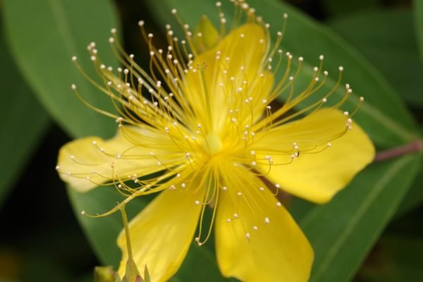 Chinese St John's wort (Hypericum monogynum) - growing guides