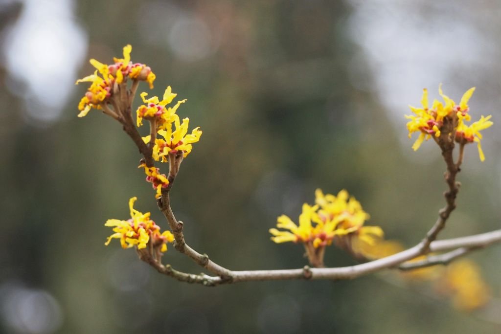Chinese witch hazel (Hamamelis mollis) - growing guides