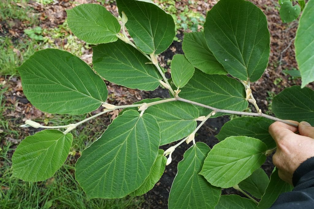 Chinese witch hazel (Hamamelis mollis) - growing guides