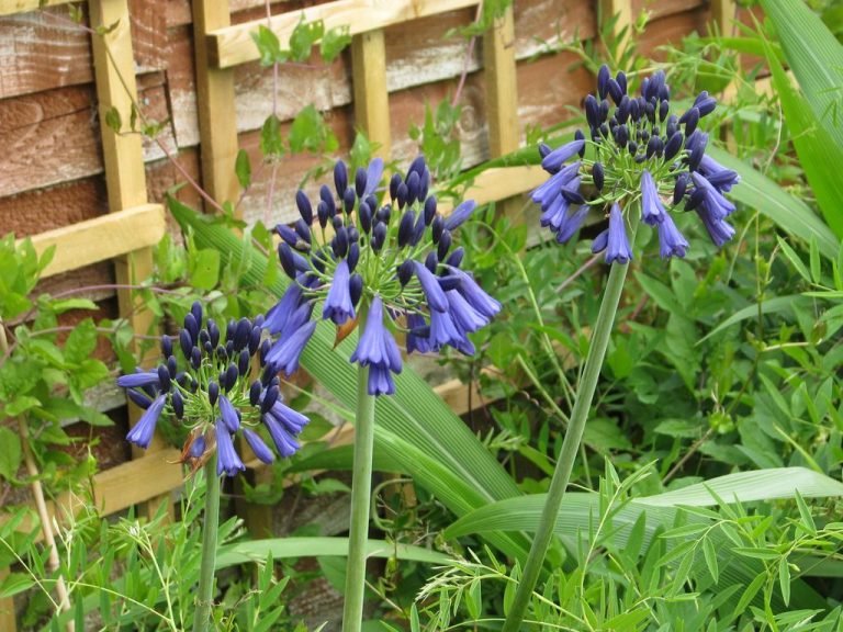 Closed African lily (Agapanthus inapertus) - growing guides