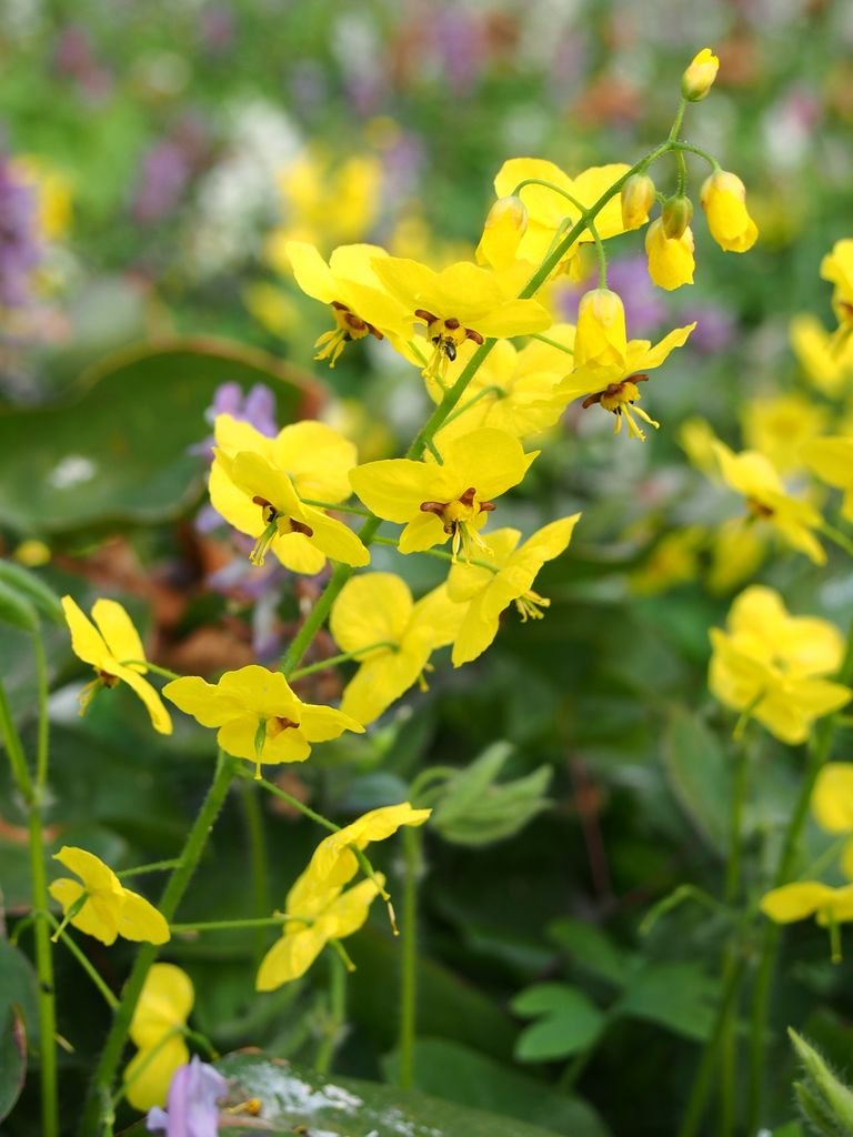 Colchian barrenwort (Epimedium pinnatum subsp. colchicum) - growing guides