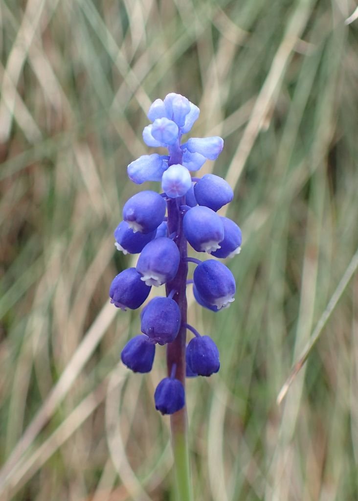 Common grape hyacinth (Muscari neglectum) - growing guides