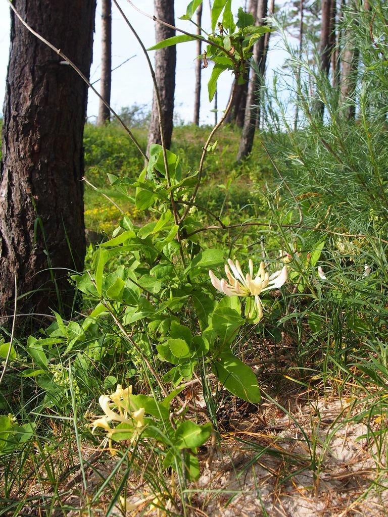 Common honeysuckle (Lonicera periclymenum) - growing guides