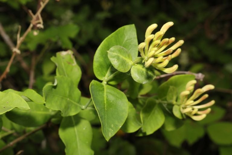 Common honeysuckle (Lonicera periclymenum) - growing guides