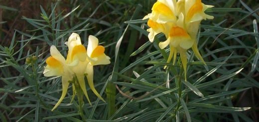 Annual toadflax (Linaria maroccana) - growing guides
