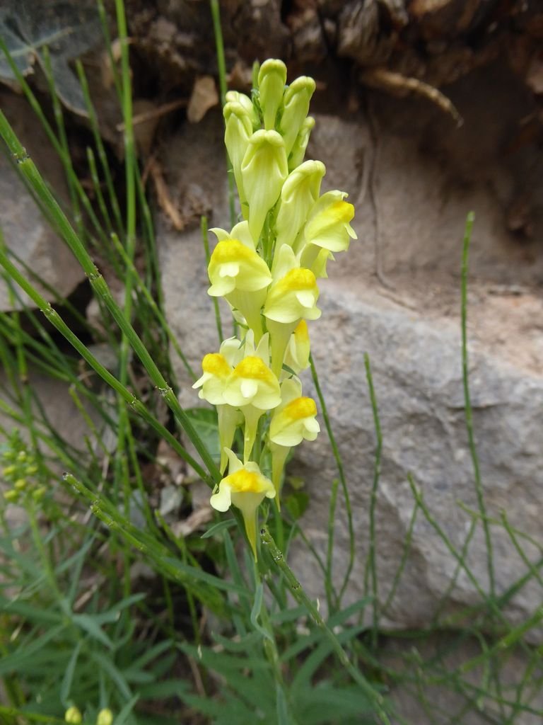 Common toadflax (Linaria vulgaris) - growing guides