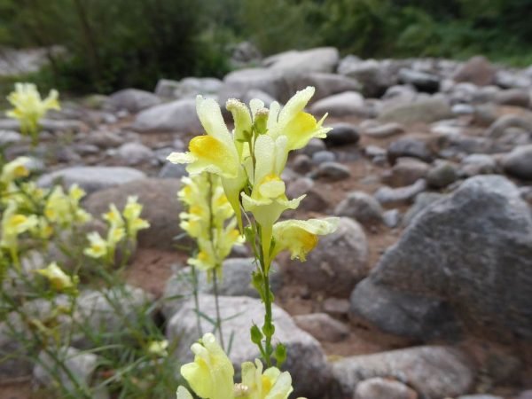 Common toadflax (Linaria vulgaris) - growing guides