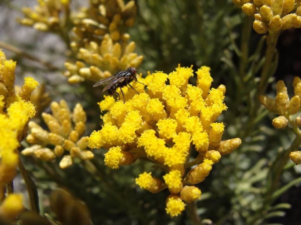 Curry plant (Helichrysum italicum subsp. serotinum) - growing guides