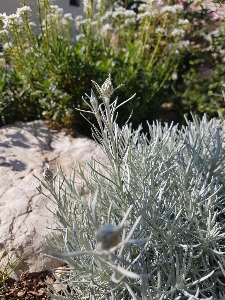 Curry plant (Helichrysum italicum) - growing guides
