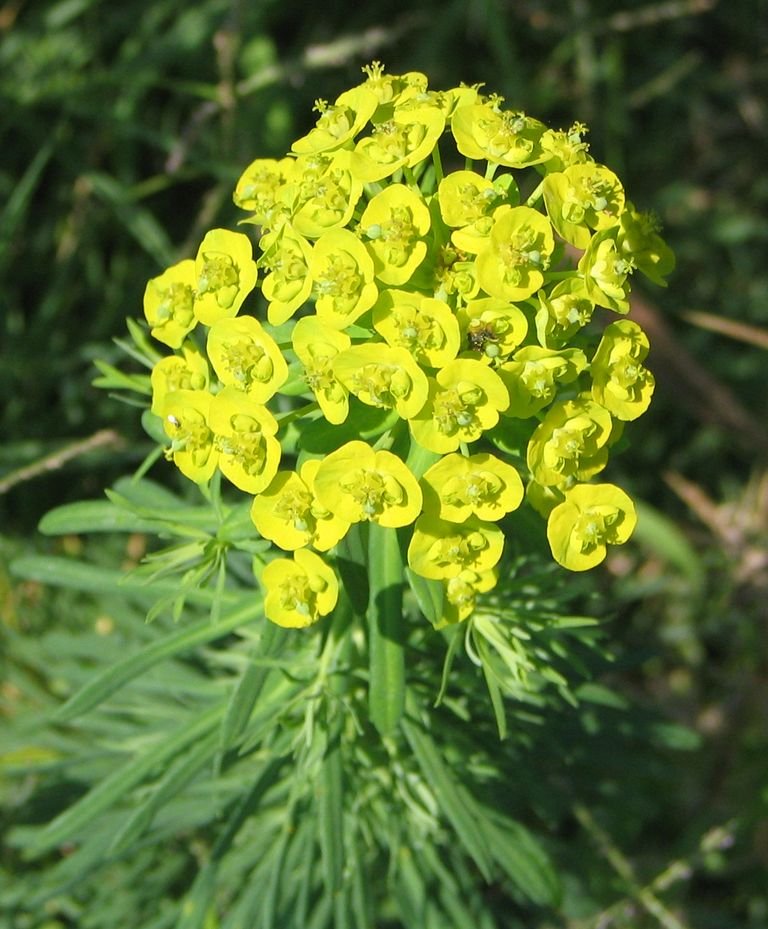 Cypress spurge (Euphorbia cyparissias) - growing guides