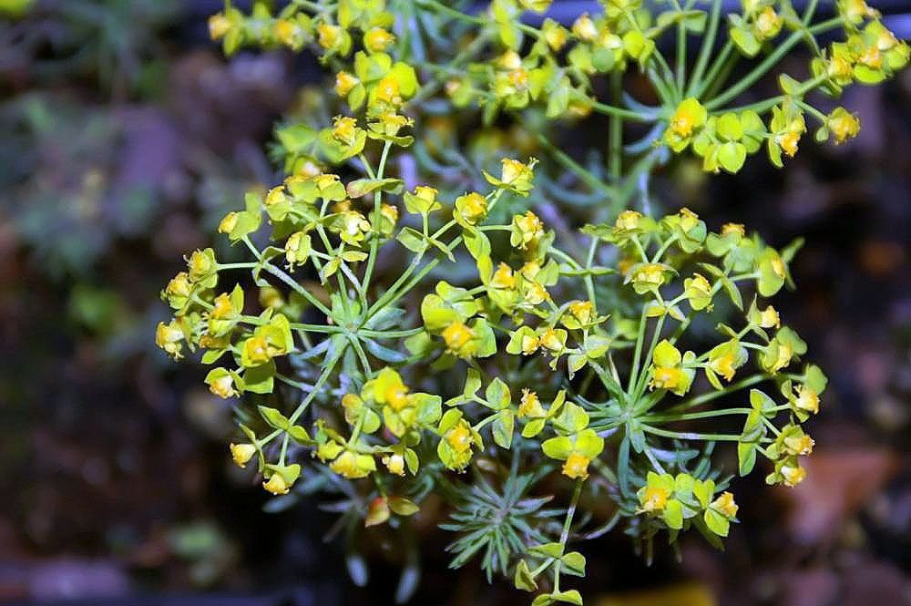 Cypress spurge 'Fens Ruby' (Euphorbia cyparissias 'Fens Ruby ...