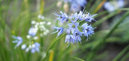 Light blue garlic (Allium caesium) - growing guides