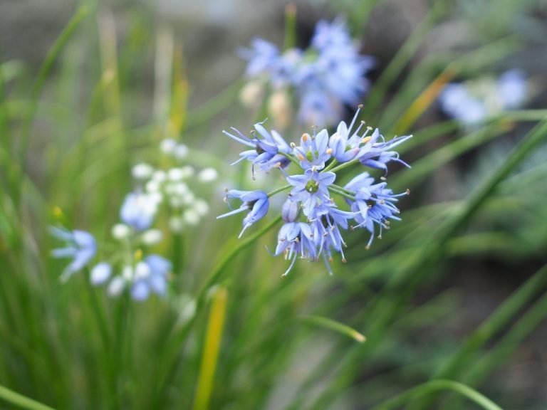 Dark blue garlic (Allium cyaneum) - growing guides
