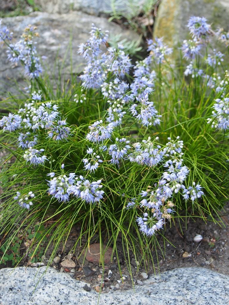 Dark blue garlic (Allium cyaneum) - growing guides