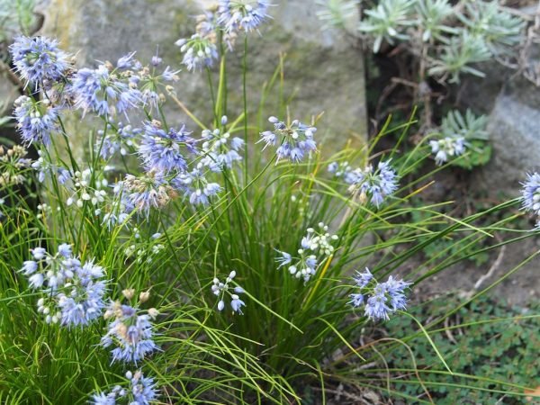 Dark blue garlic (Allium cyaneum) - growing guides