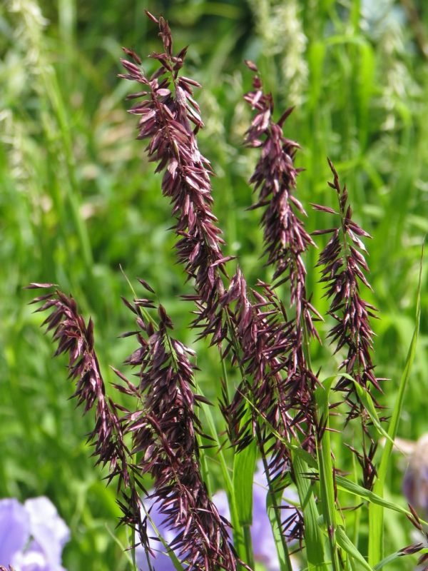 Dark purple Siberian melic (Melica altissima 'Atropurpurea') - growing ...